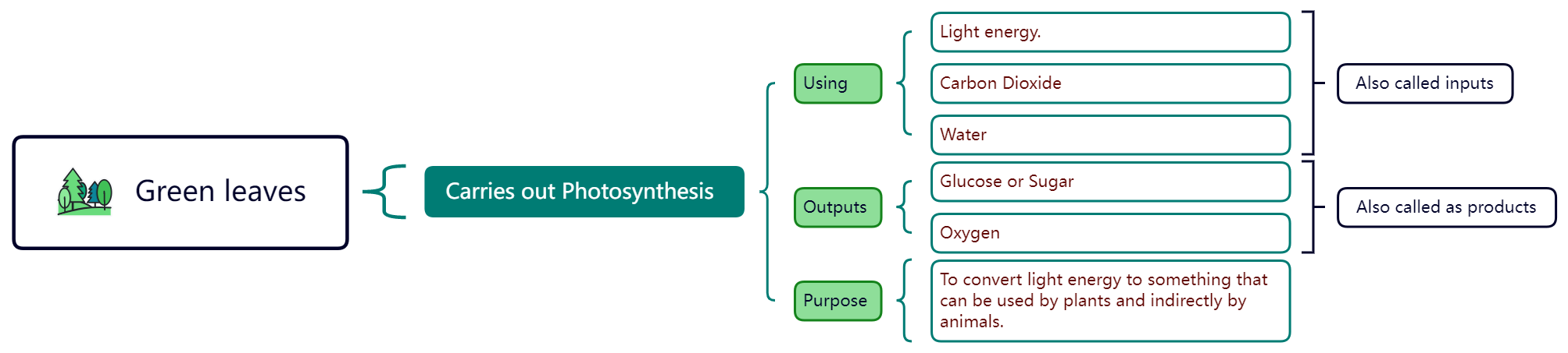 Photosynthesis Faramira
