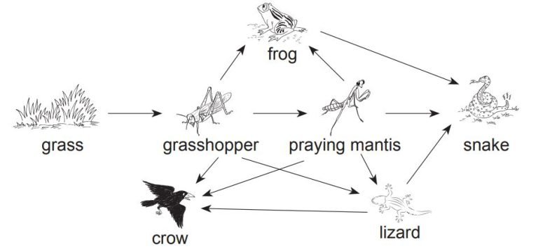 Food Webs and Predator-Prey Relationships Explained! - Faramira