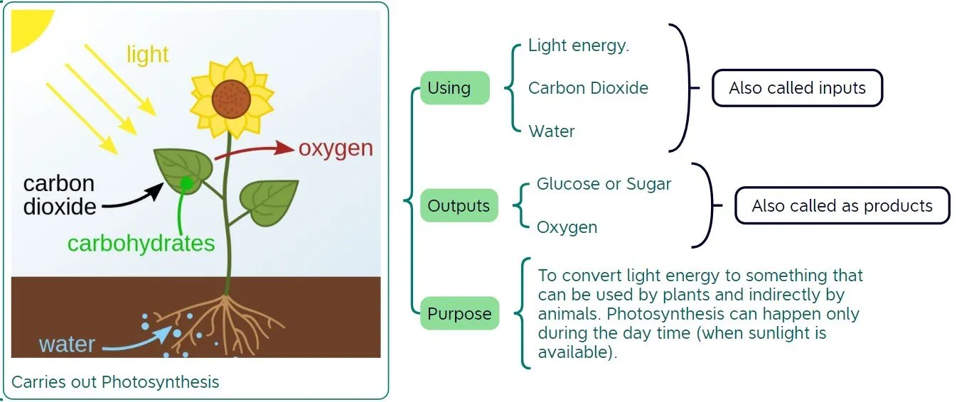 Food Webs and Predator-Prey Relationships Explained! - Faramira